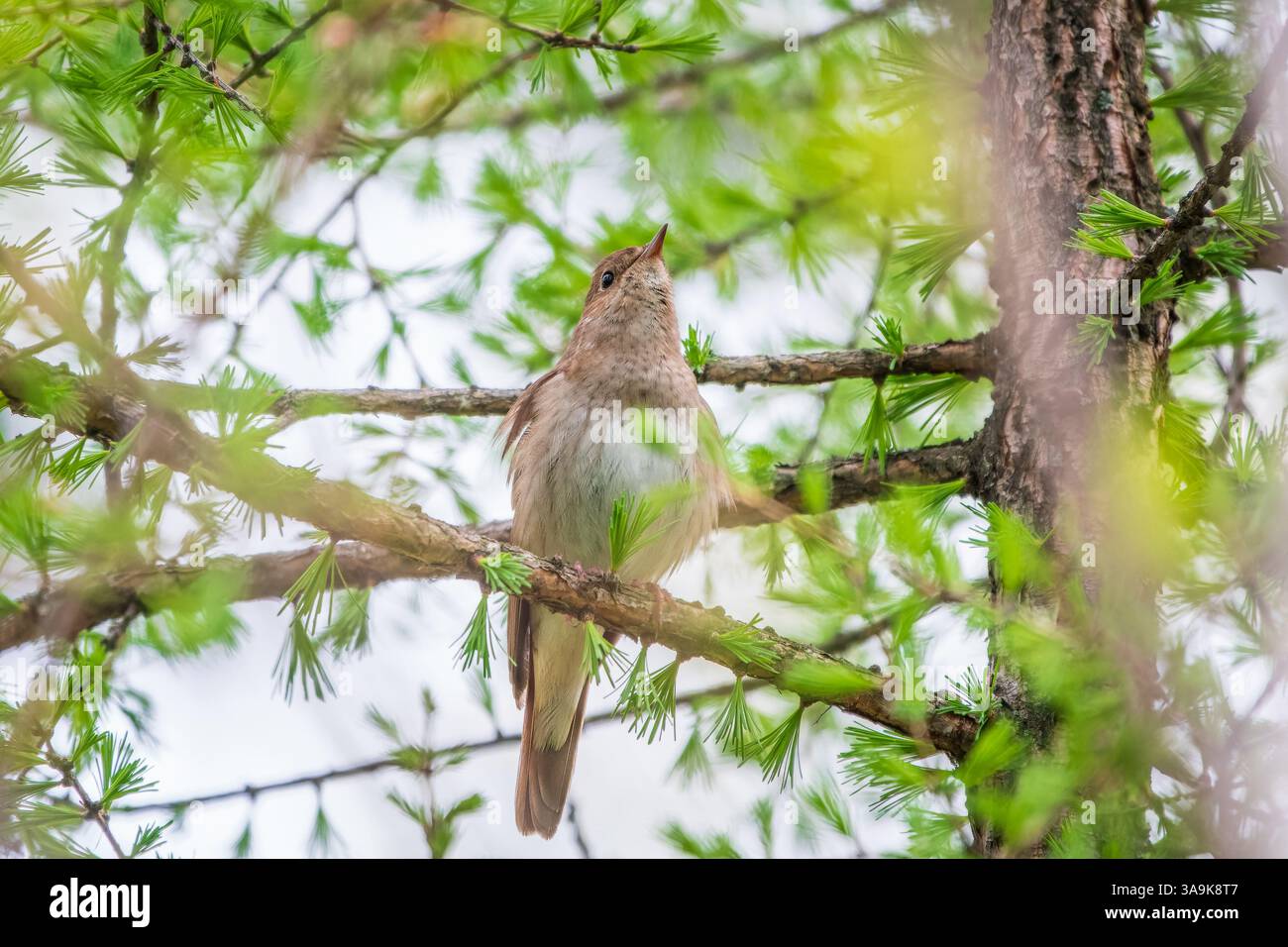 Thrush Nightingale, Luscinia luscinia. A bird sits on a tree branch and ...