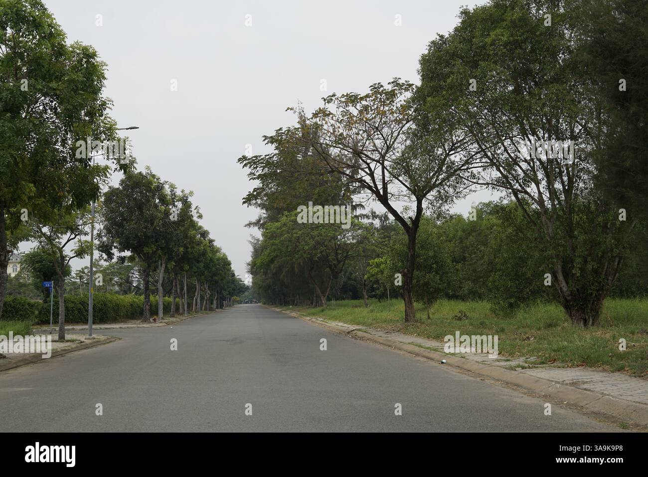 nature, landscape, trees, road, sea, trees, green, view, coconut tree ...