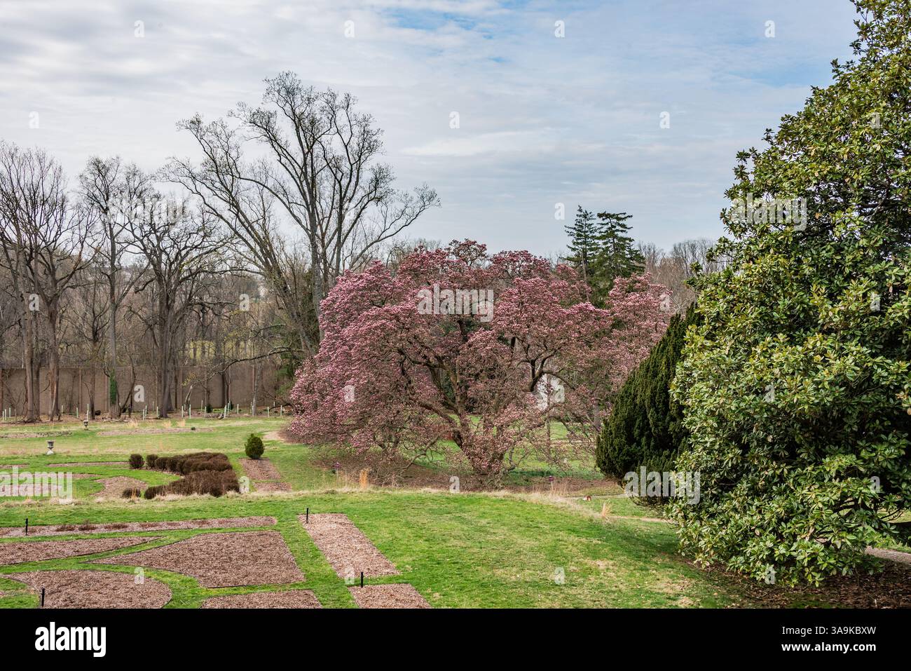 The First Dogwood Blooms of Spring in Maryland Stock Photo - Alamy