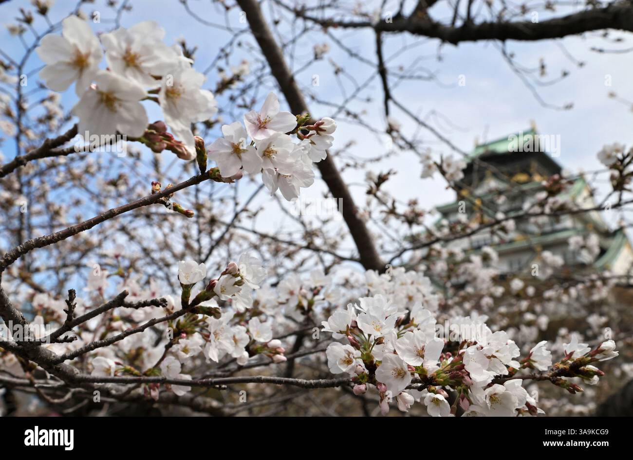 The photo shows cherry blossoms in full bloom at Osaka Castle Park ...