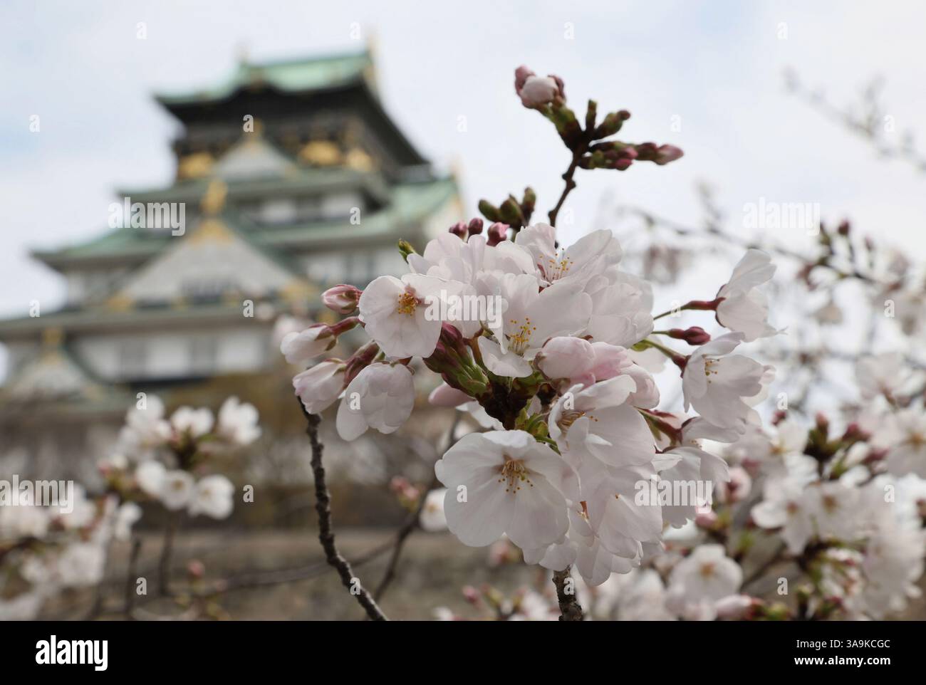 The photo shows cherry blossoms in full bloom at Osaka Castle Park ...