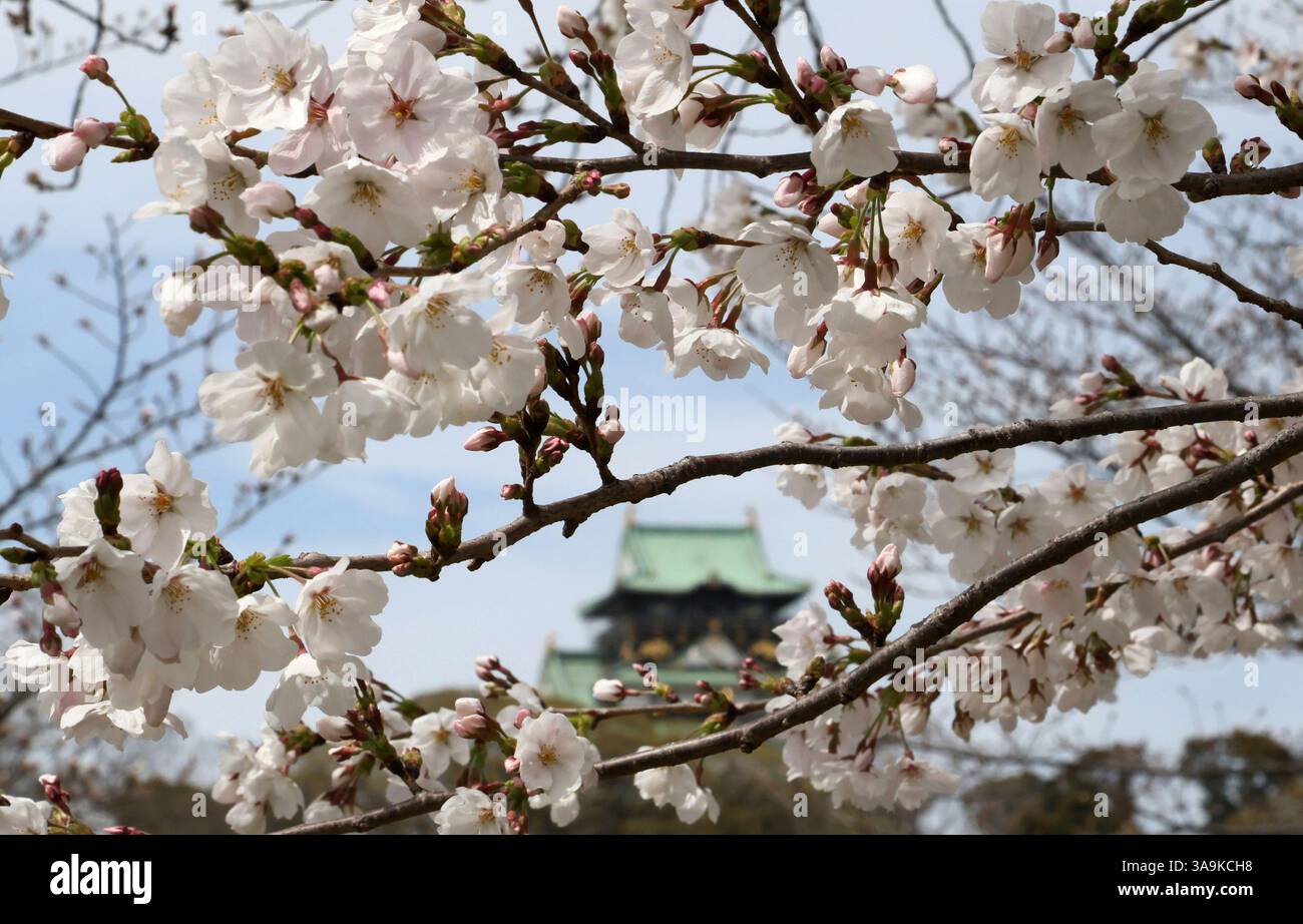 The photo shows cherry blossoms in full bloom at Osaka Castle Park ...
