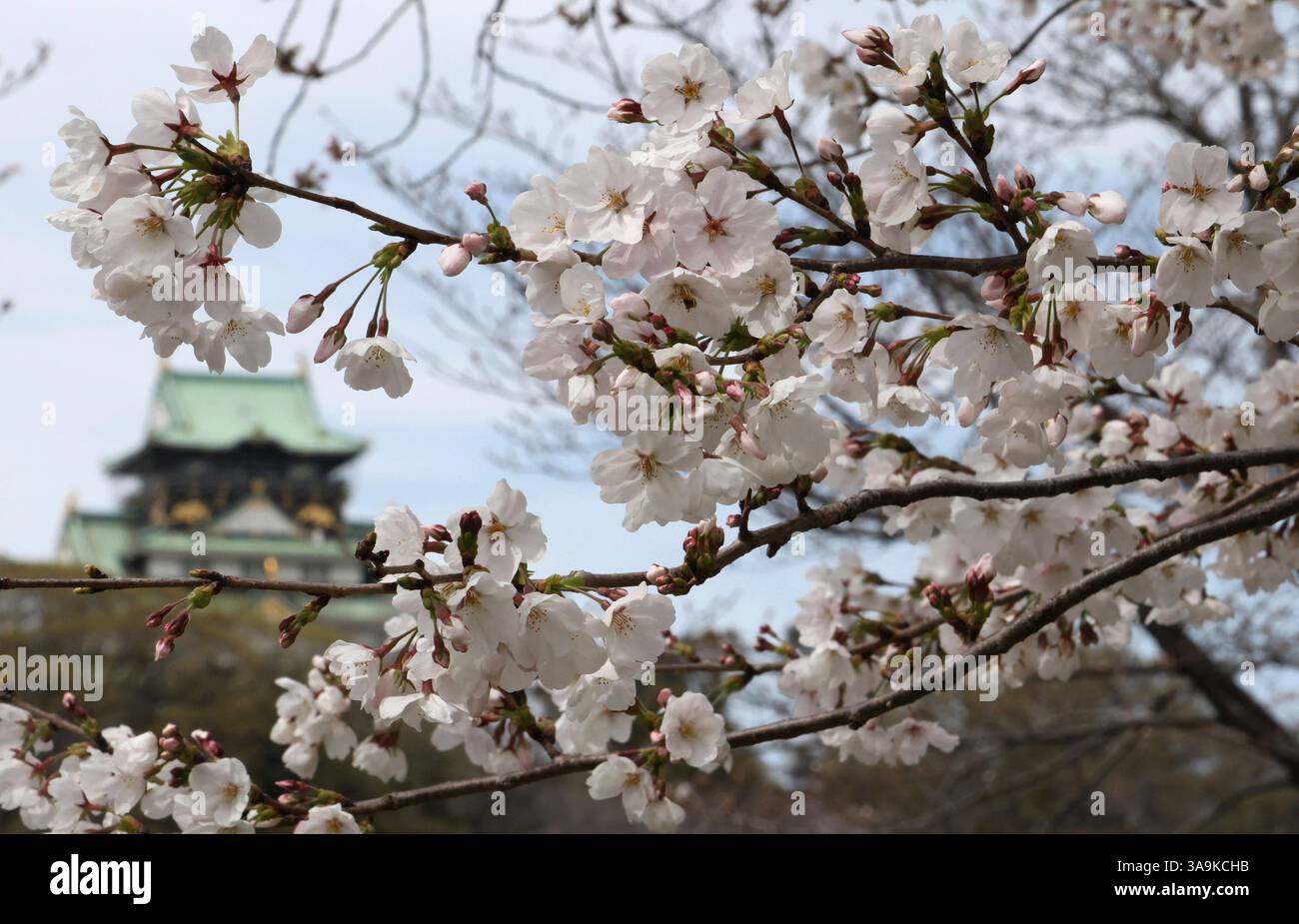 The photo shows cherry blossoms in full bloom at Osaka Castle Park ...
