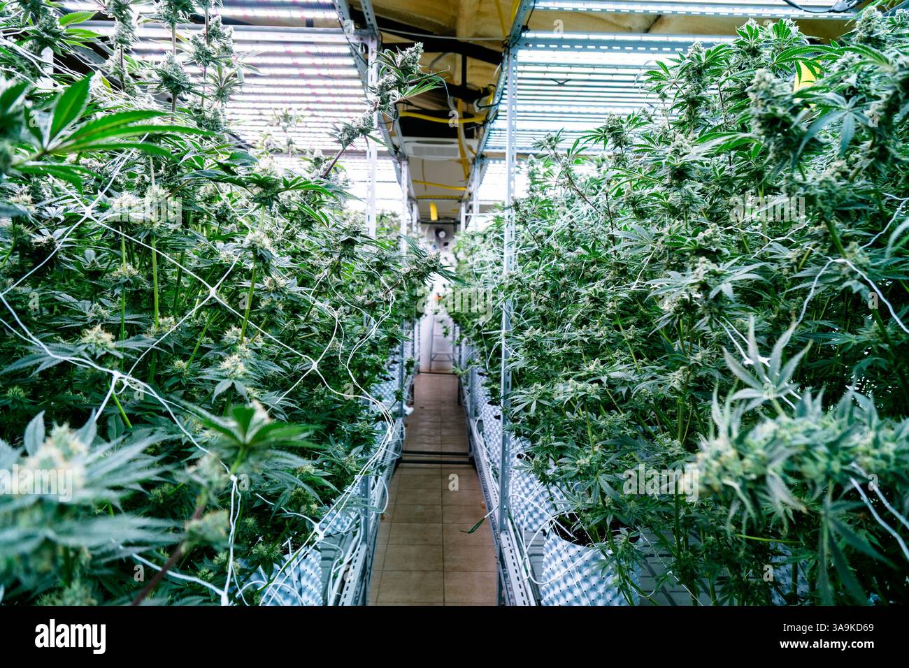 Lush cannabis plants flourish under bright lights in a well-organized ...