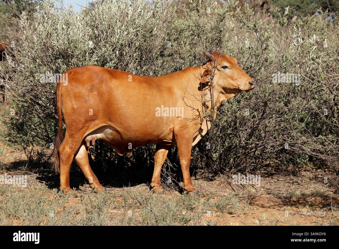 A free-range cow in native rangeland on a rural farm, South Africa ...