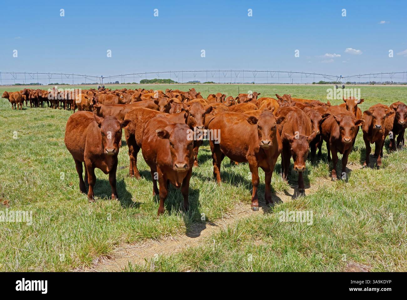 Free-range cows on green pasture on a rural farm, South Africa Stock ...