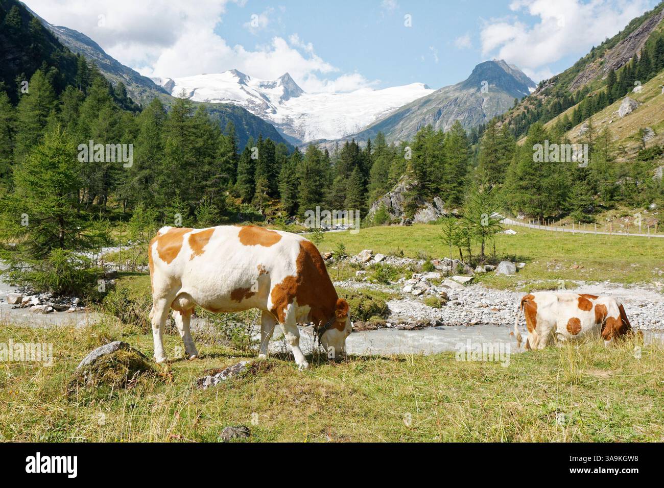 Idyllic mountain landscape with cows grazing on a mountain pasture in ...