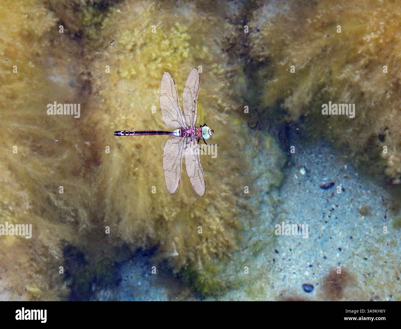 Dragonfly on surface sea hi-res stock photography and images - Alamy