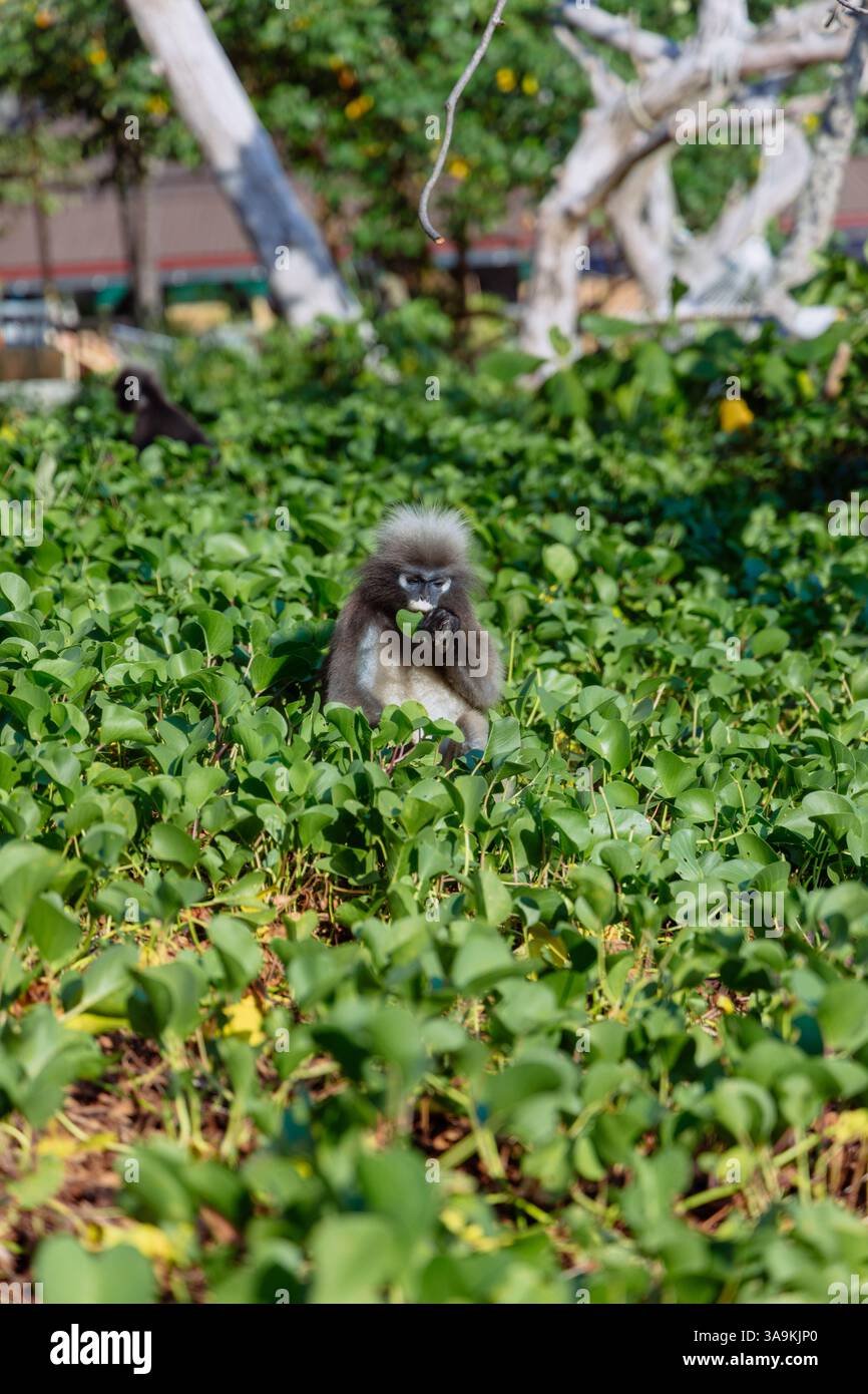 A playful monkey sits in a sea of leafy green plants, munching on a ...