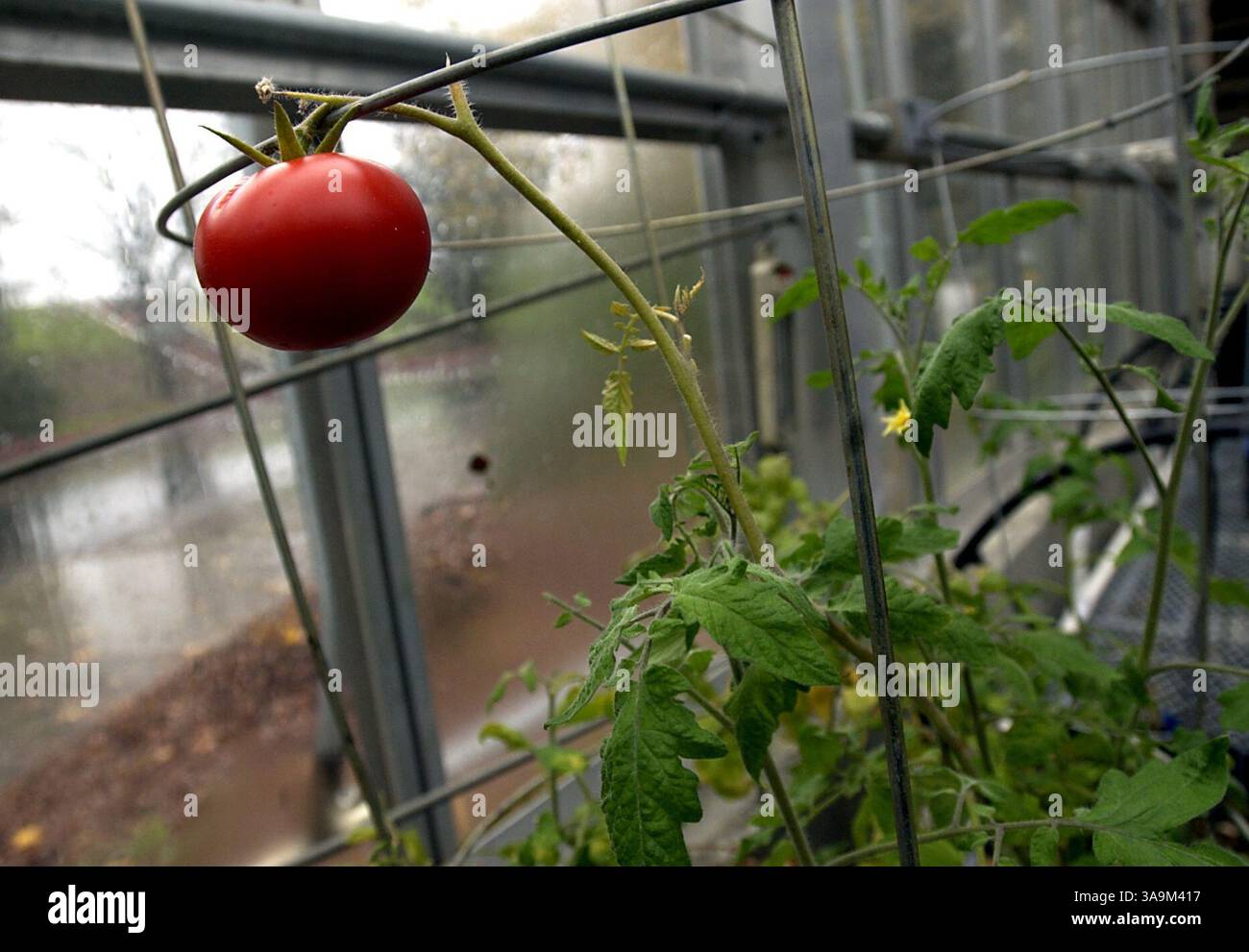 GMO PROJECT: One of the last remaining tomatoes sits on a vine at ...