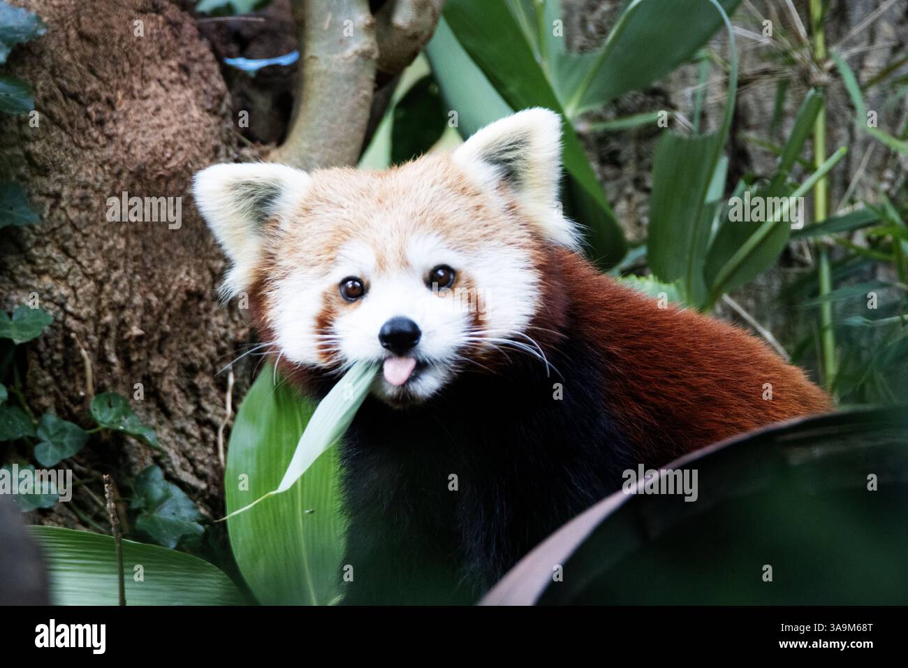 a Red Panda (Ailurus fulgens) chewing on a leaf with his tongue out ...