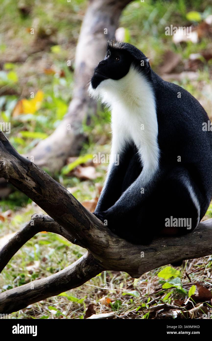 a single Diana monkey (Cercopithecus diana) isolated on a natural green ...