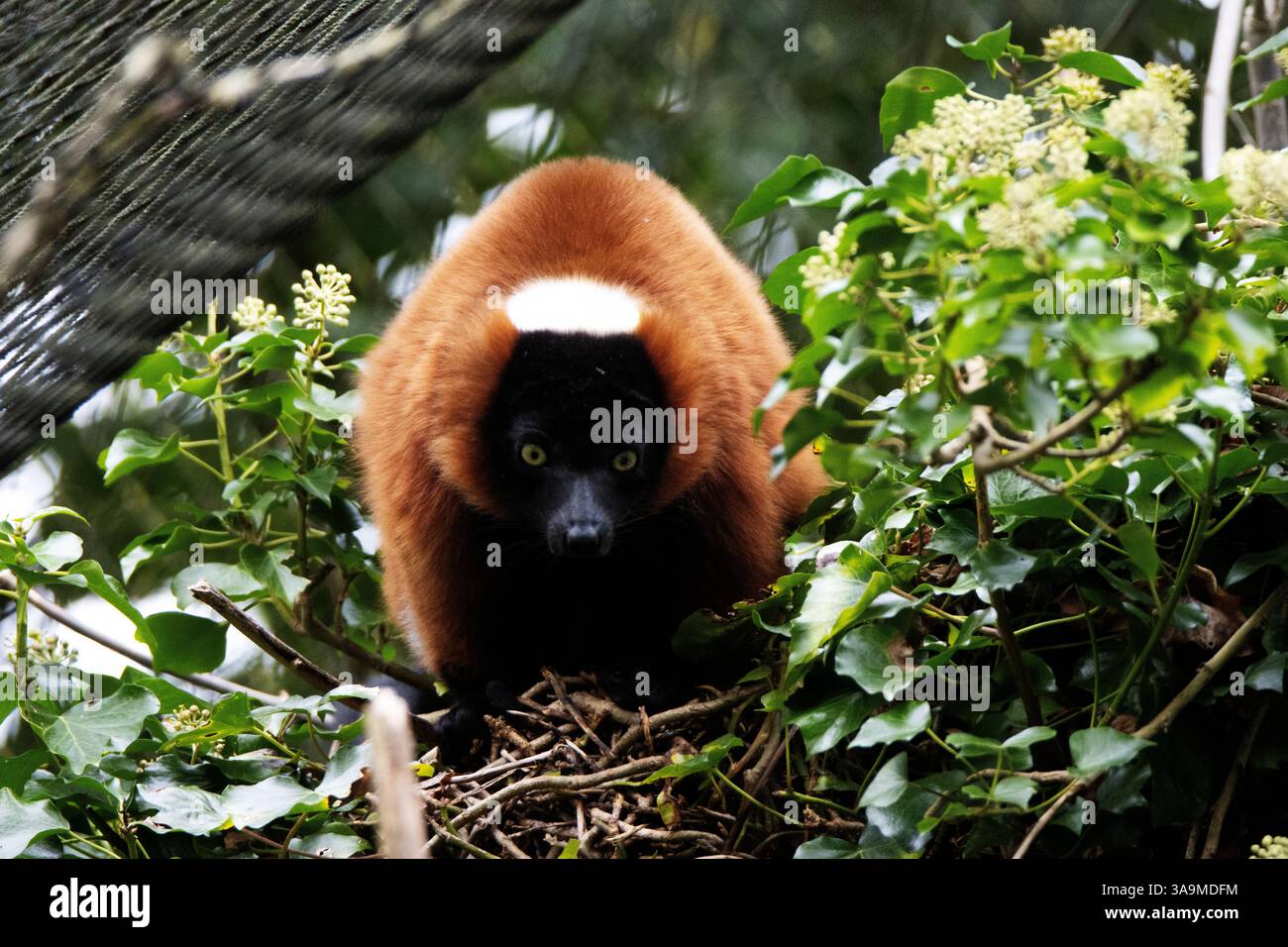 a single Red ruffed lemur (Varecia rubra) standing in Ivy with a ...