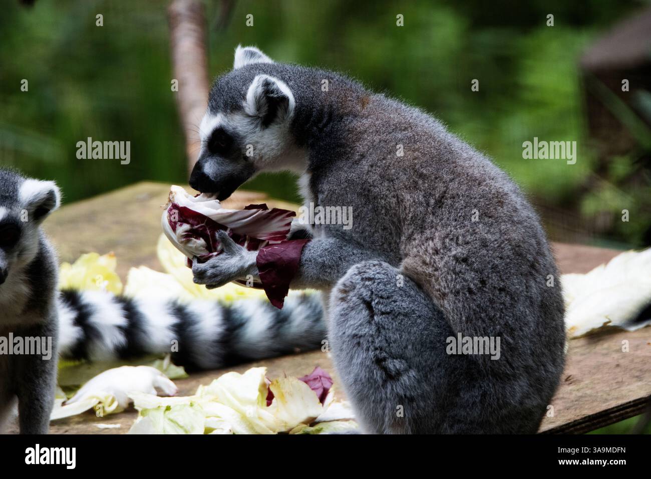 a single Ring-tailed lemur (Lemur catta) eating food Stock Photo - Alamy