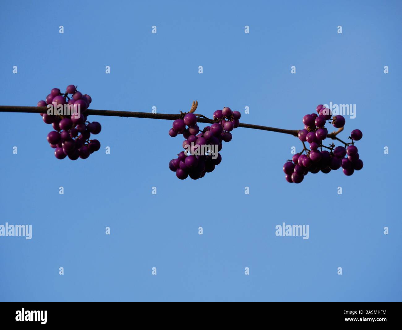 The Beautyberry bush, botanically known as Callicarpa, is a genus of ...