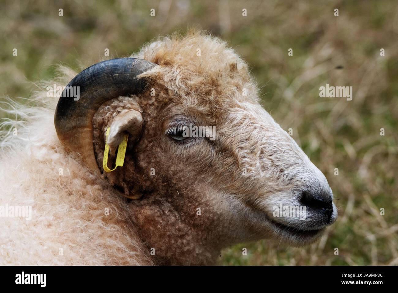 close up of the head of a Ouessant sheep (Ovis aries ouessant) with ...