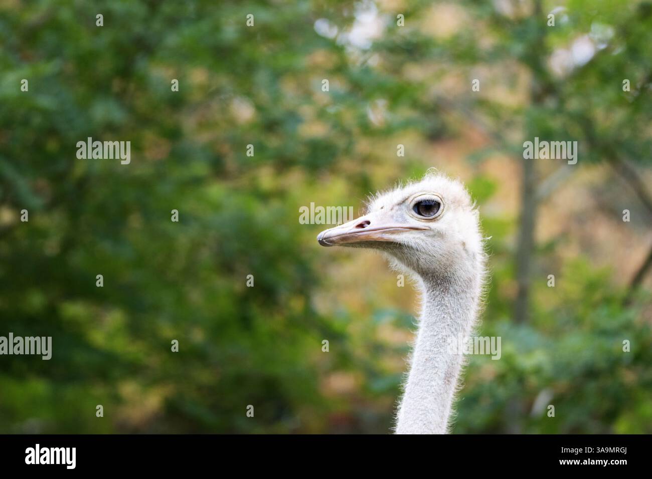 close up of the head of a Red-necked ostrich (Struthio camelus camelus ...