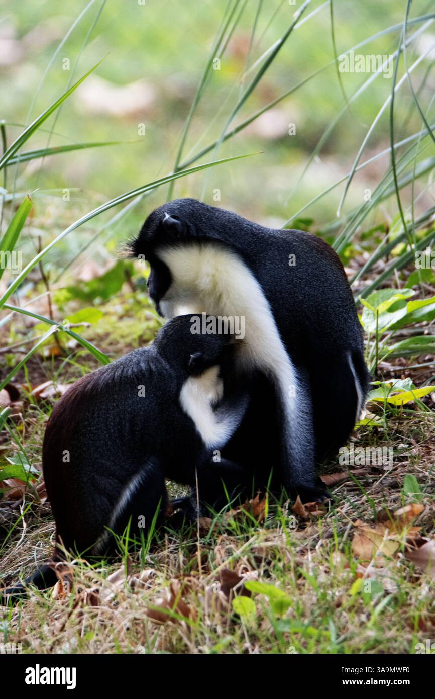 mother and baby Diana monkey (Cercopithecus diana Stock Photo - Alamy