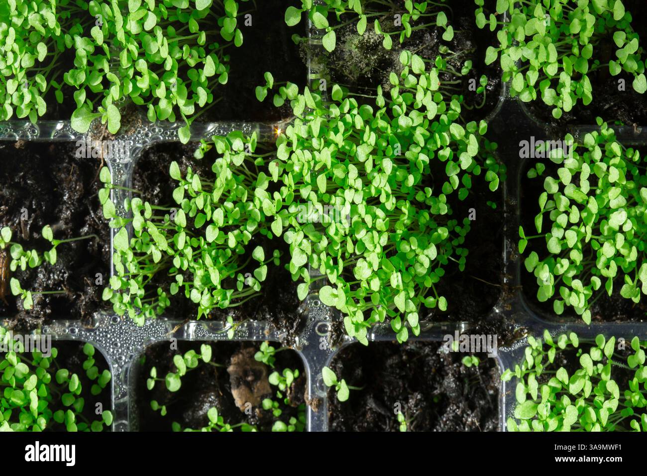 Foxglove seedlings growing in green plastic seed tray background. Grow ...