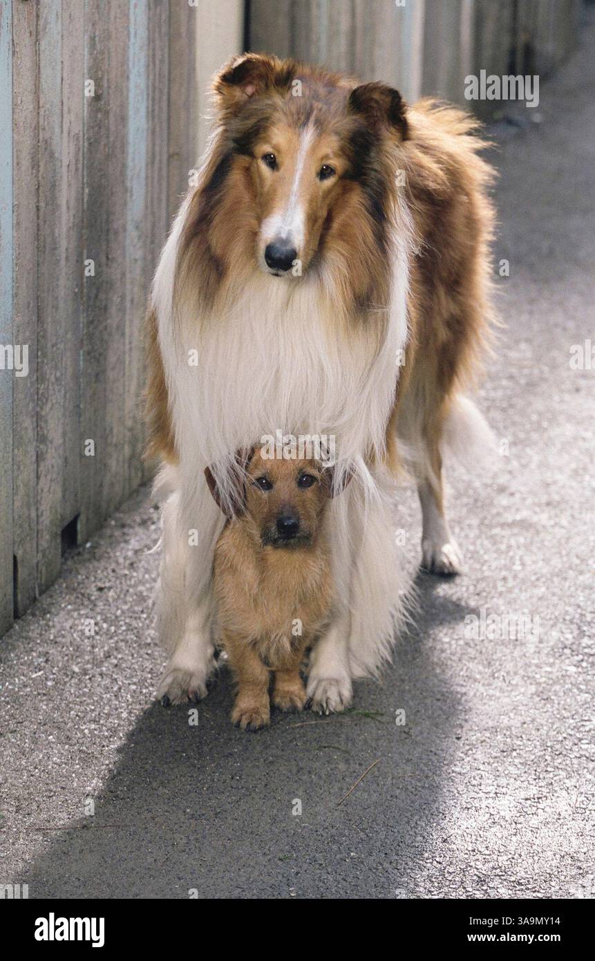 RELEASE DATE: September 1, 2006. MOVIE TITLE: Lassie. STUDIO: Odyssey ...