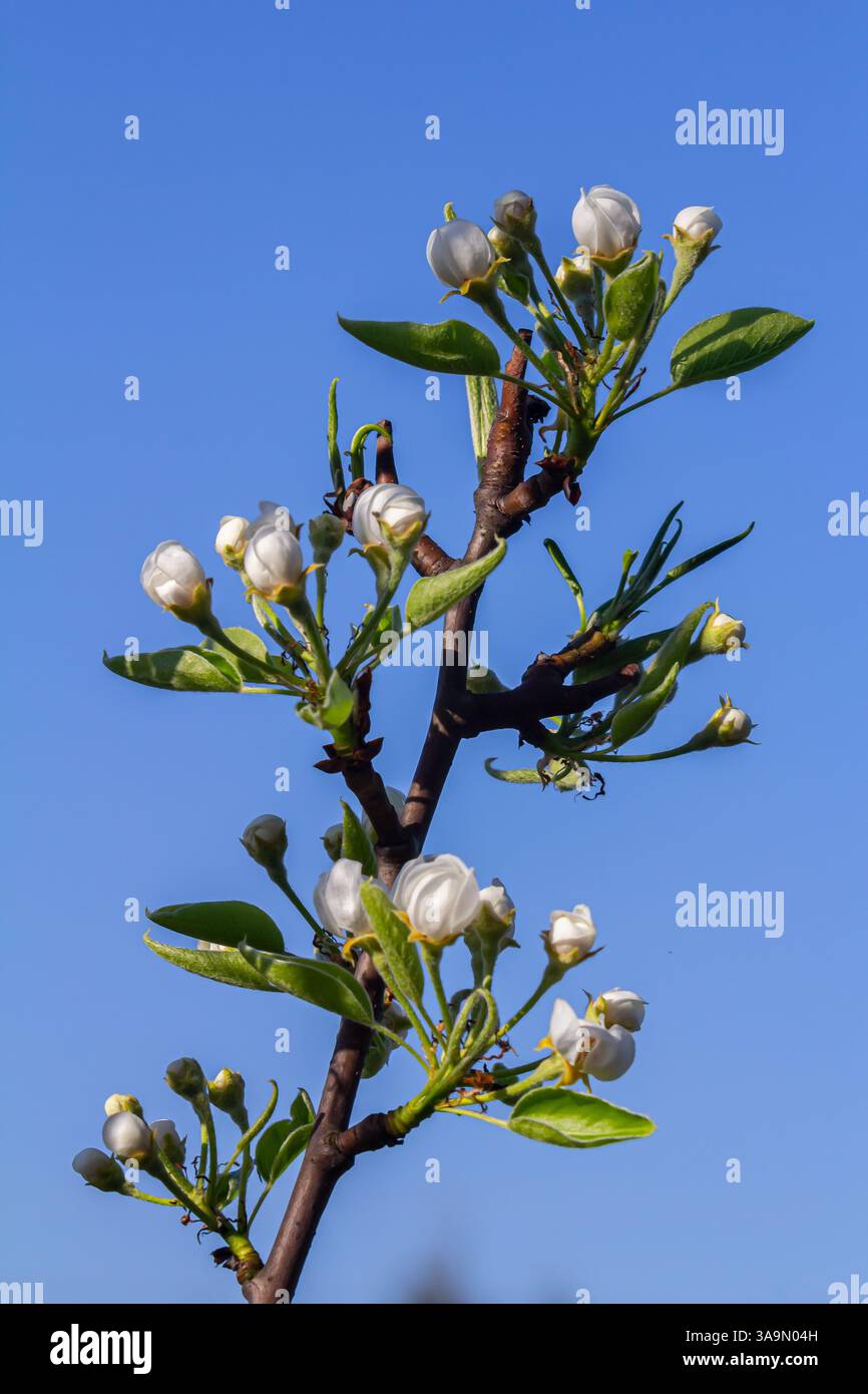 Pear flowers in park hi-res stock photography and images - Alamy