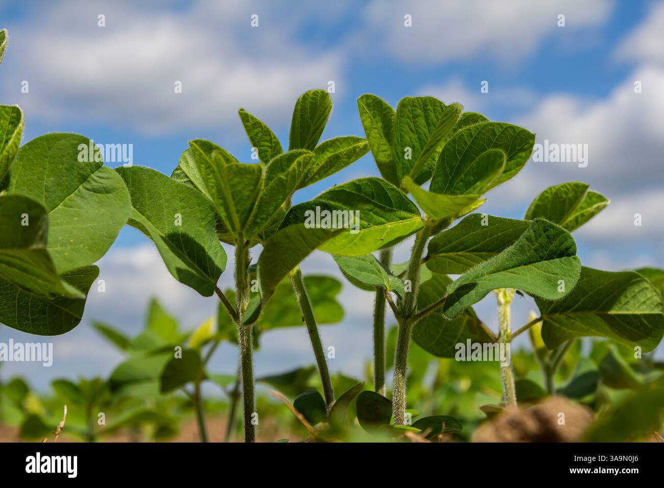 Young soybean plants thrive in a field, reaching towards the sun with ...