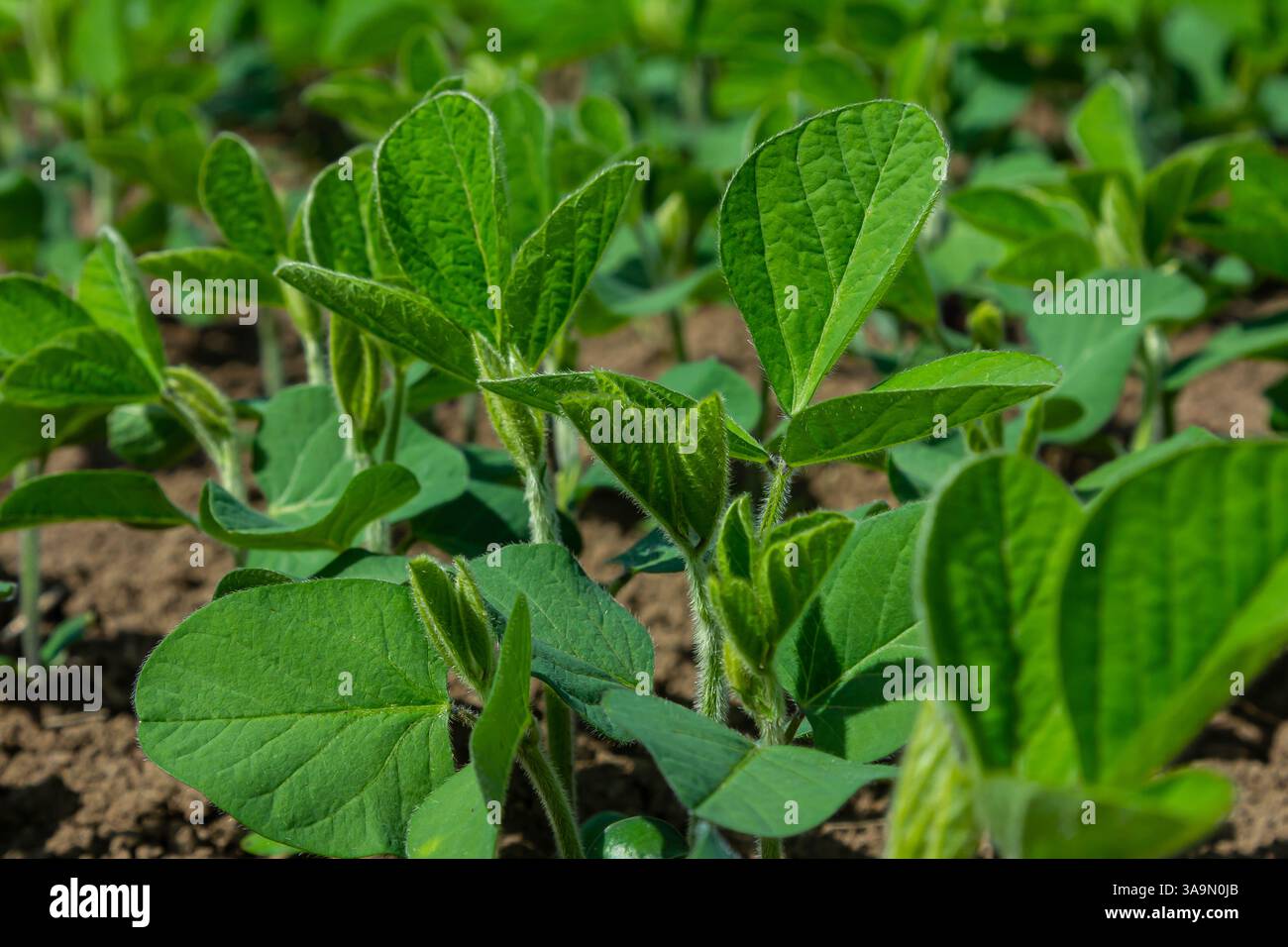 Lush green soybean plants hi-res stock photography and images - Alamy
