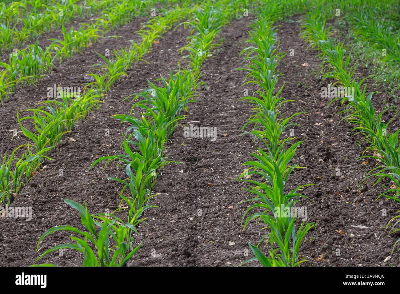 An industrial field of corn sprouts growing in black soil. Corn grow in ...