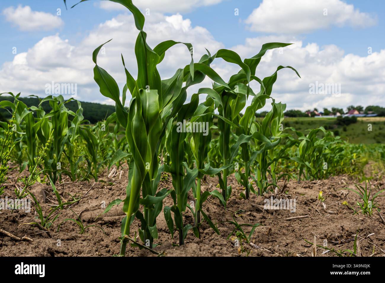 An industrial field of corn sprouts growing in black soil. Corn grow in ...