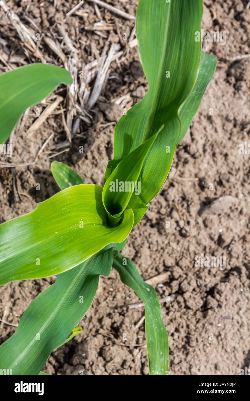 An industrial field of corn sprouts growing in black soil. Corn grow in ...