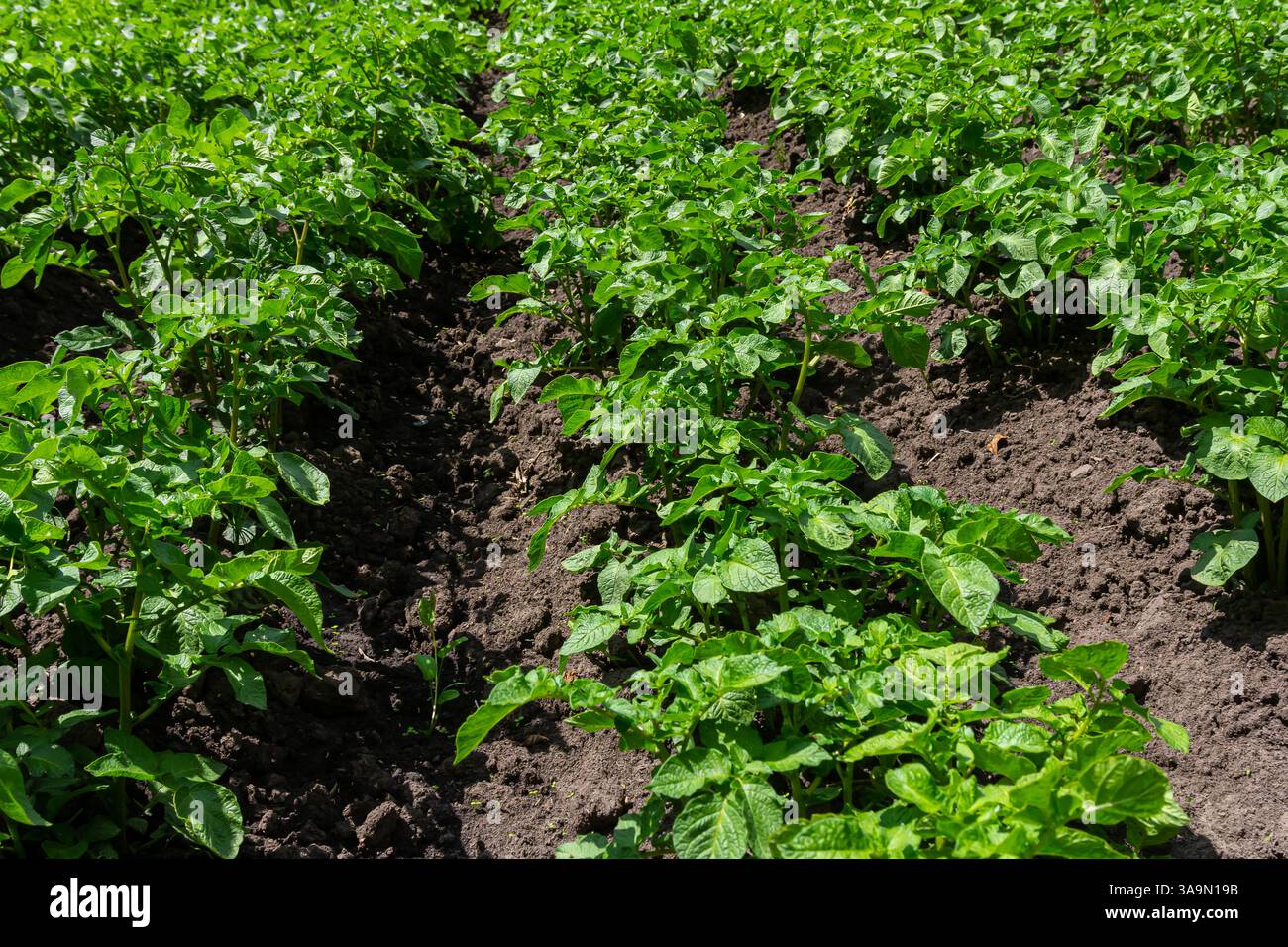 potato field growing season, freshly watered, wet soil and aerial view ...