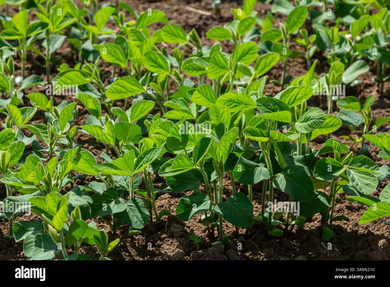 Soybean early growth development hi-res stock photography and images ...