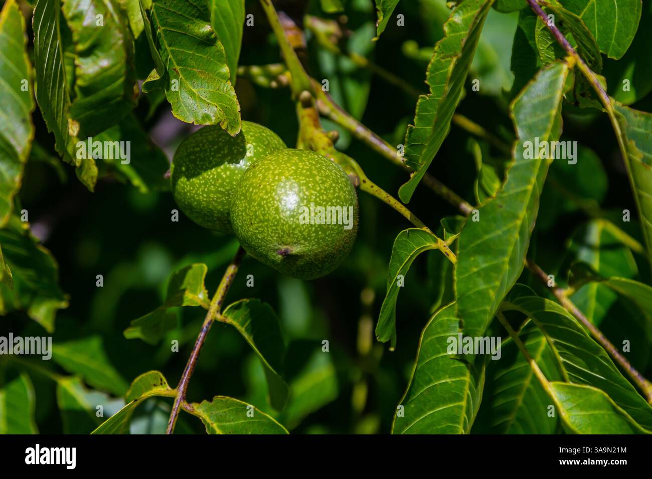 walnut tree, growing walnut in shell on branch, summer trees, green ...