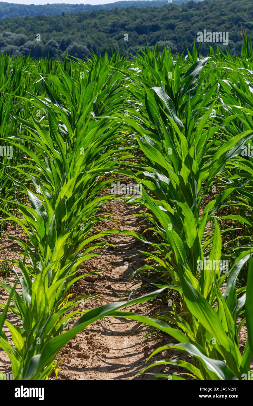 An industrial field of corn sprouts growing in black soil. Corn grow in ...