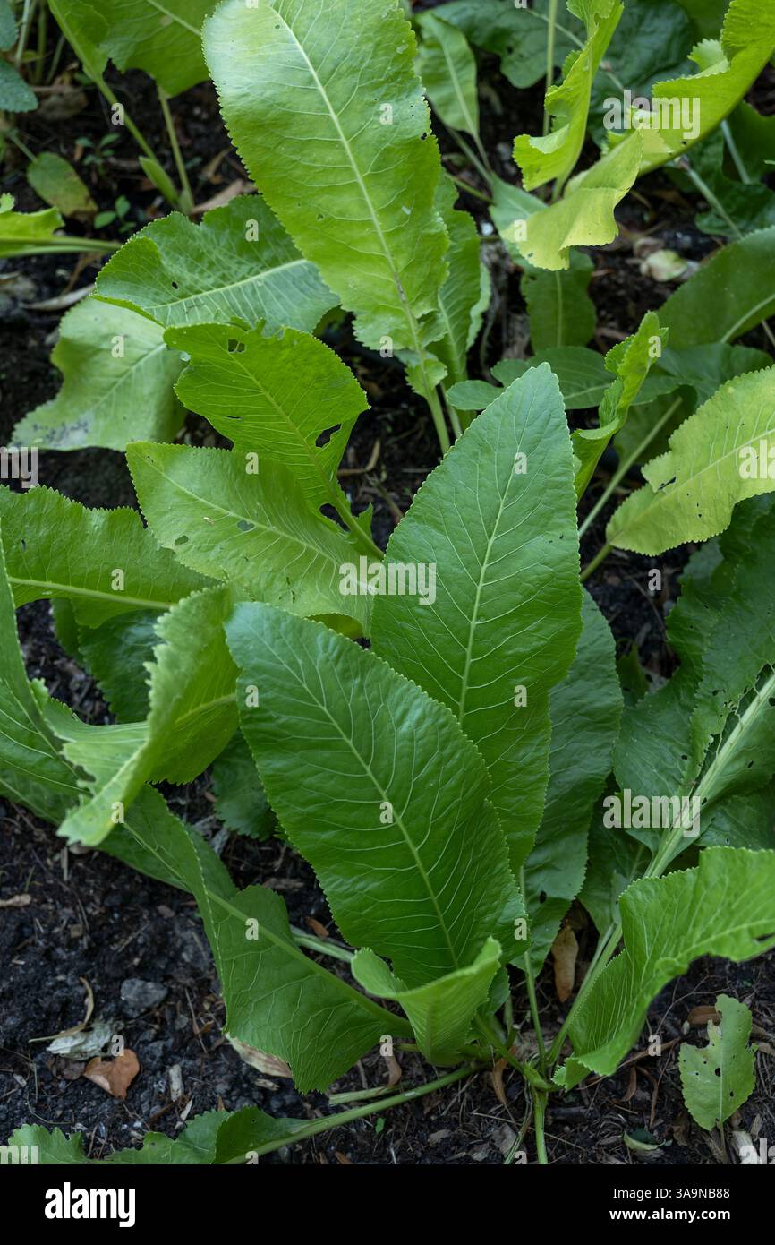 Horseradish (Armoracia rusticana) perennial plant in the family ...
