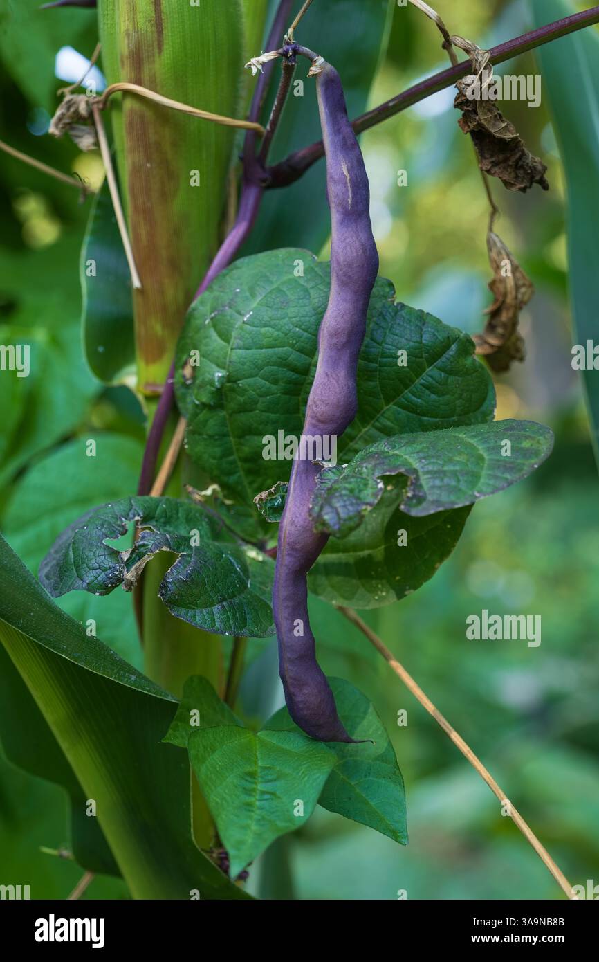 French bean Phaseolus vulgaris Blauhilde, climbing plant with purple ...