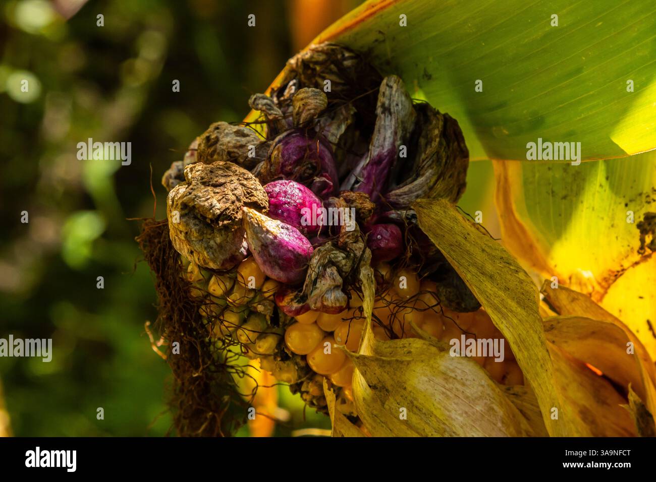 Thriving corn crop hi-res stock photography and images - Alamy