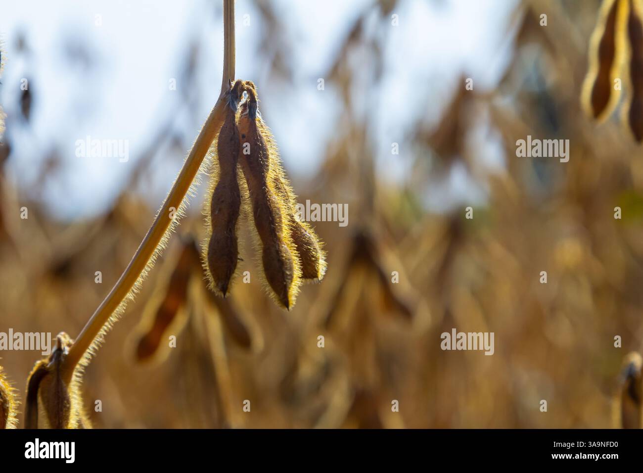Ripe soybean plants sway hi-res stock photography and images - Alamy