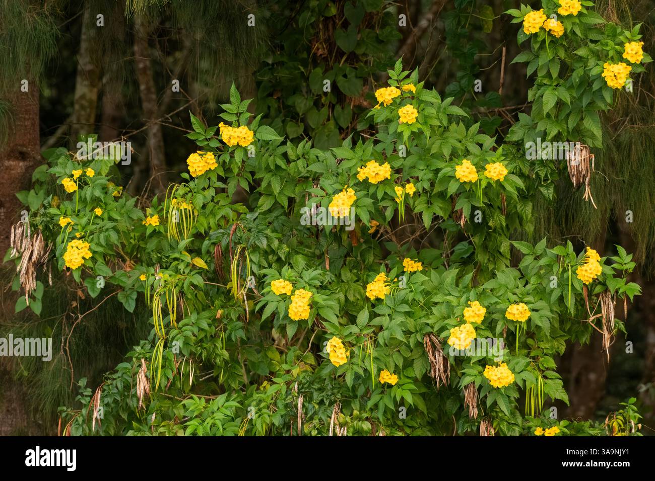 Trumpet creeper, yellow trumpet vine, Campsis radicans flava ...