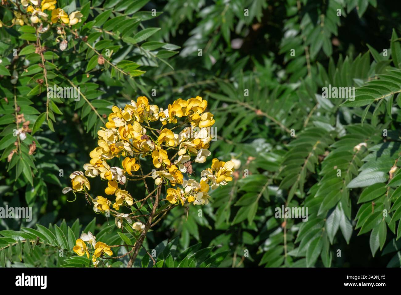 Golden wonder tree, Senna spectabilis, Fabaceae, Kui Buri National Par ...
