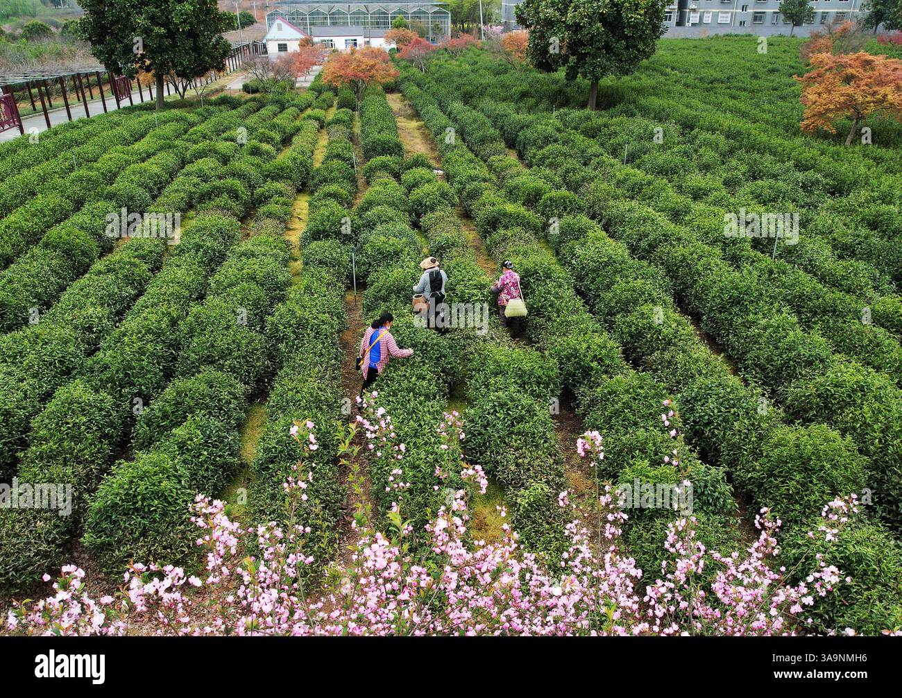 Workers pick tea leaves at a tea garden in Jurong City, east China's ...