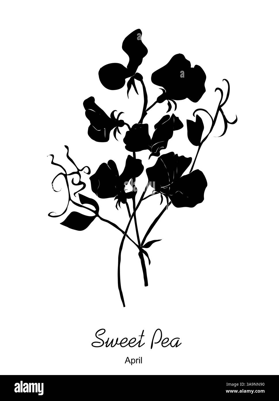 Black silhouette of Sweet Pea April flower Stock Vector Image & Art - Alamy