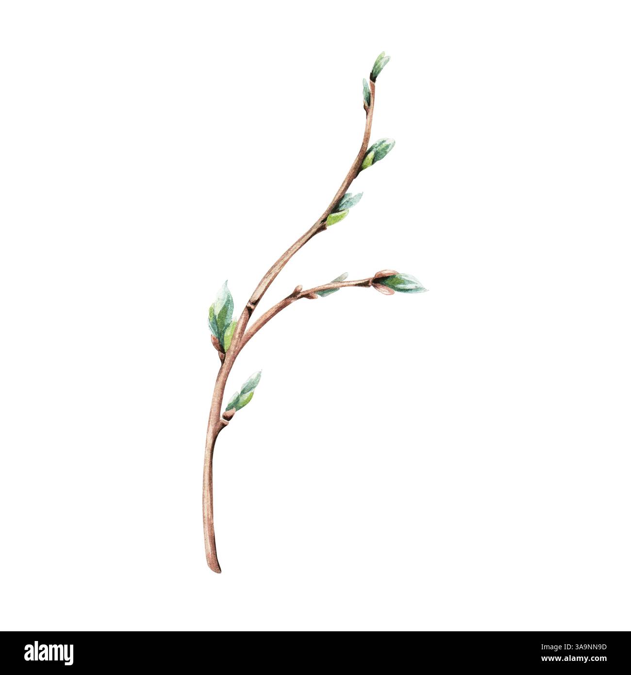 A branch of willow, sallow. Hand drawn botanical watercolor ...