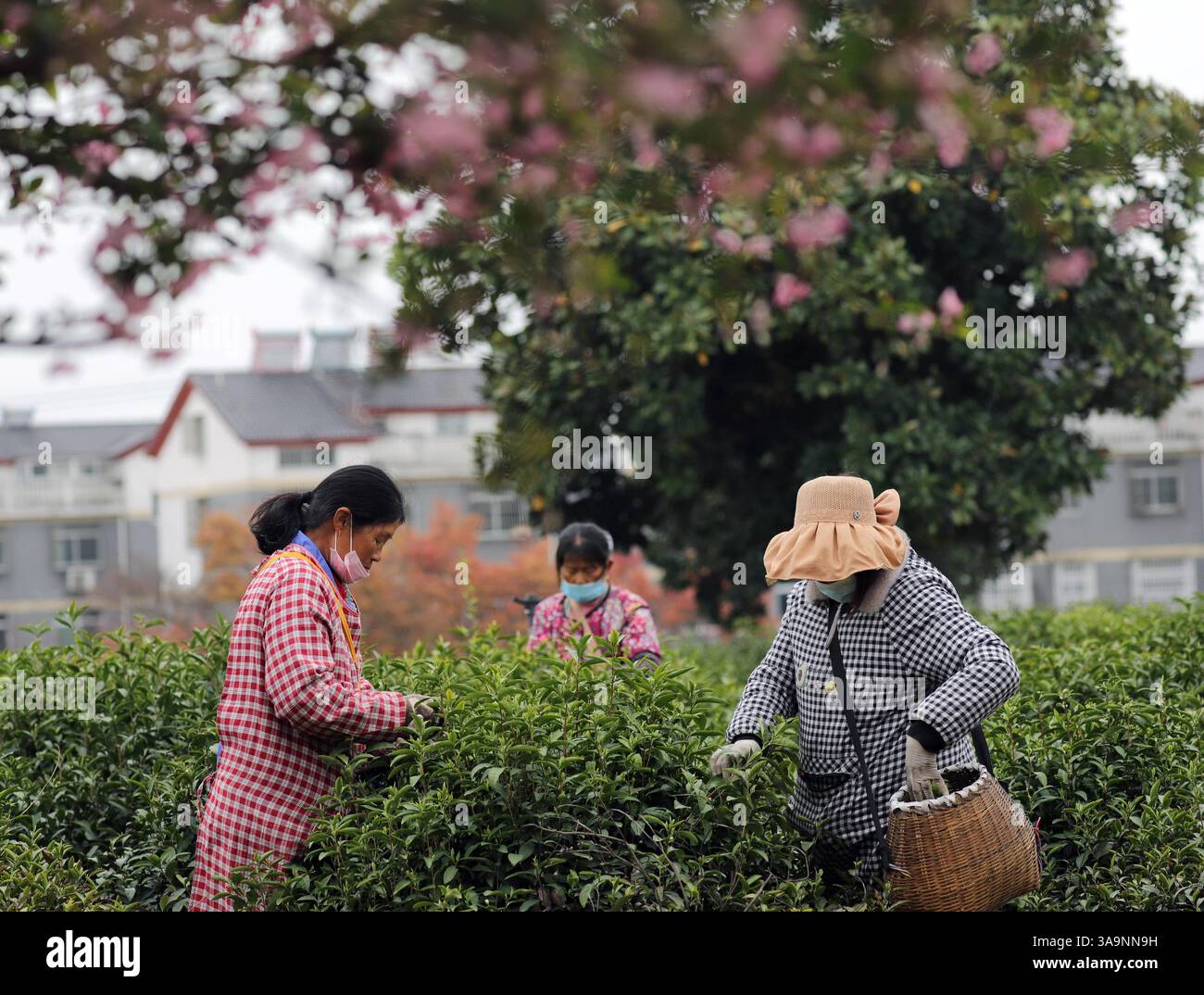 Workers pick tea leaves at a tea garden in Jurong City, east China's ...