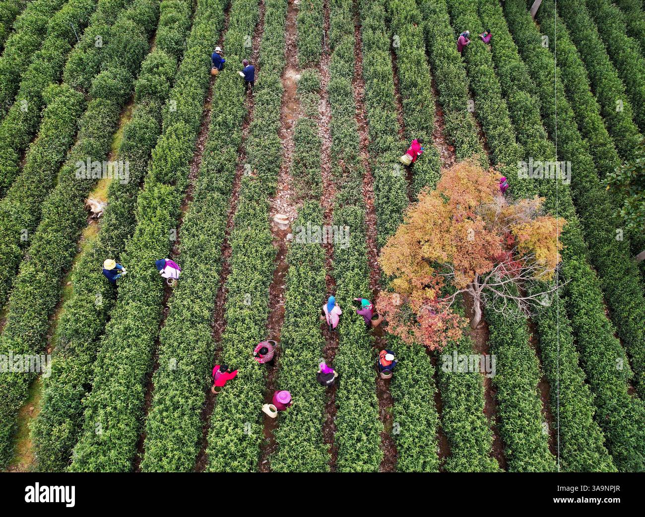 Workers pick tea leaves at a tea garden in Jurong City, east China's ...