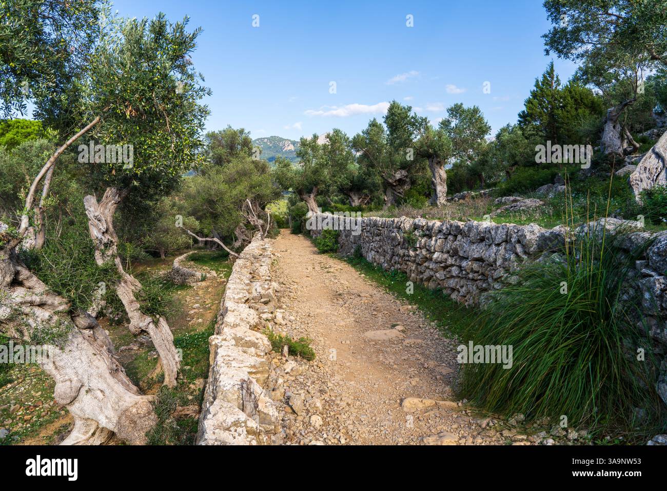 Scenic hiking path winding through an olive grove in Mallorca, Spain ...
