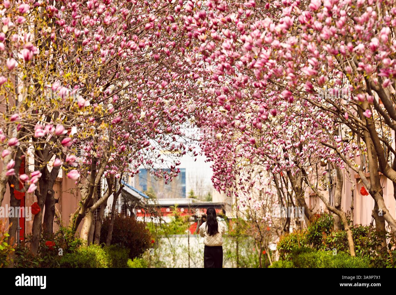 Magnolia flowers are in full bloom in Rizhao City, east China's ...