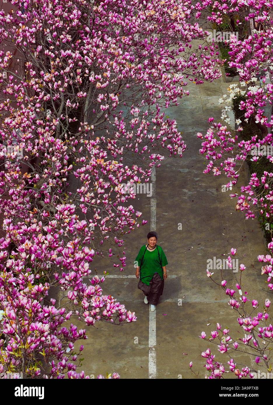 Magnolia flowers are in full bloom in Rizhao City, east China's ...