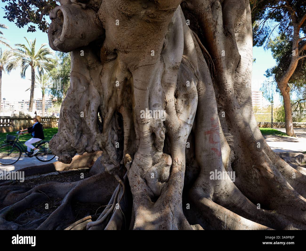 Detail of the trunk of a centenary Ficus tree in Valencia Stock Photo ...