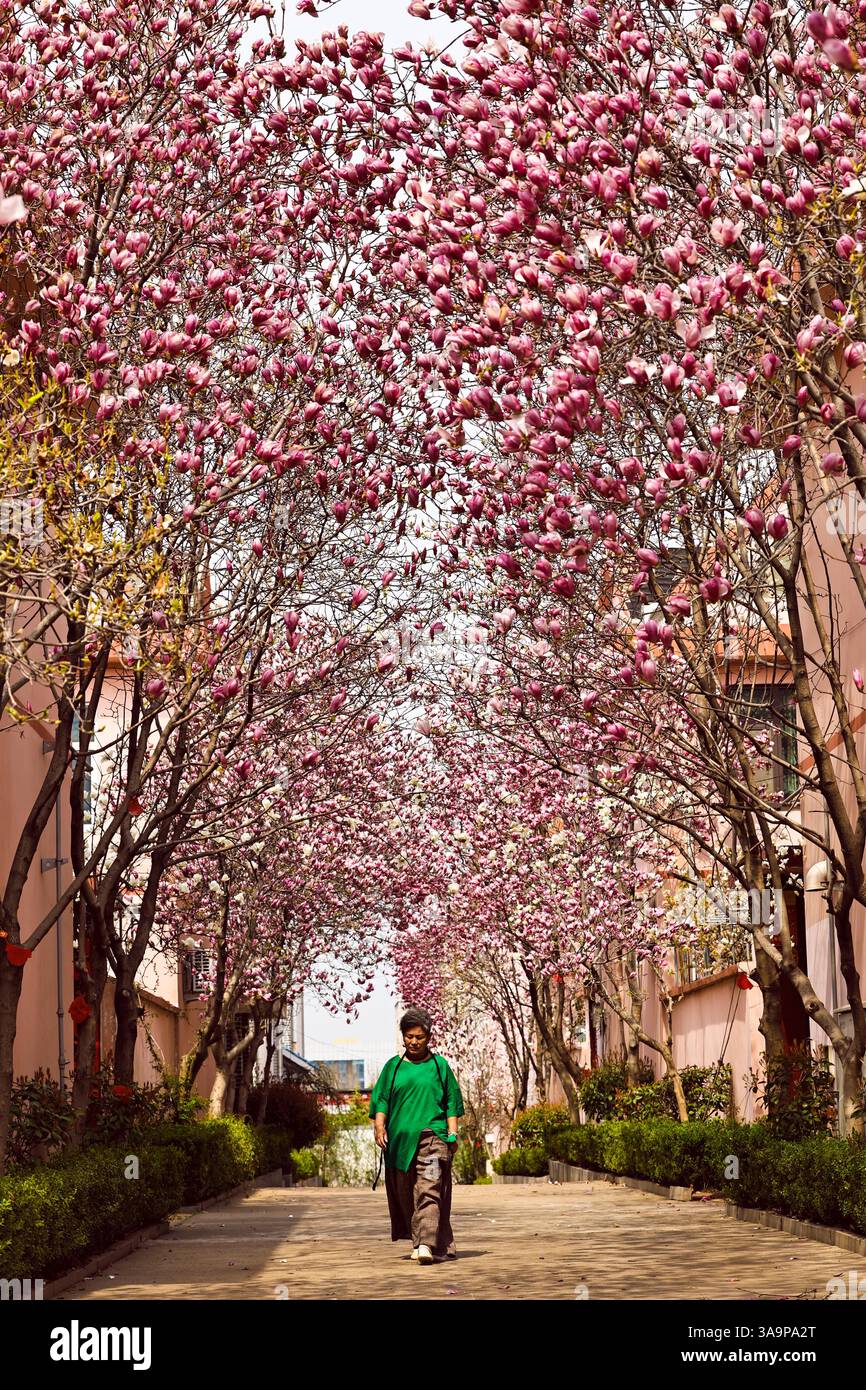 Magnolia flowers are in full bloom in Rizhao City, east China's ...